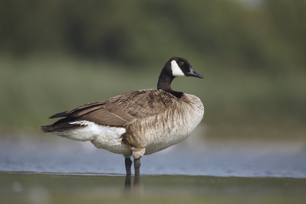 Understanding the Ecological Importance of Geese Control