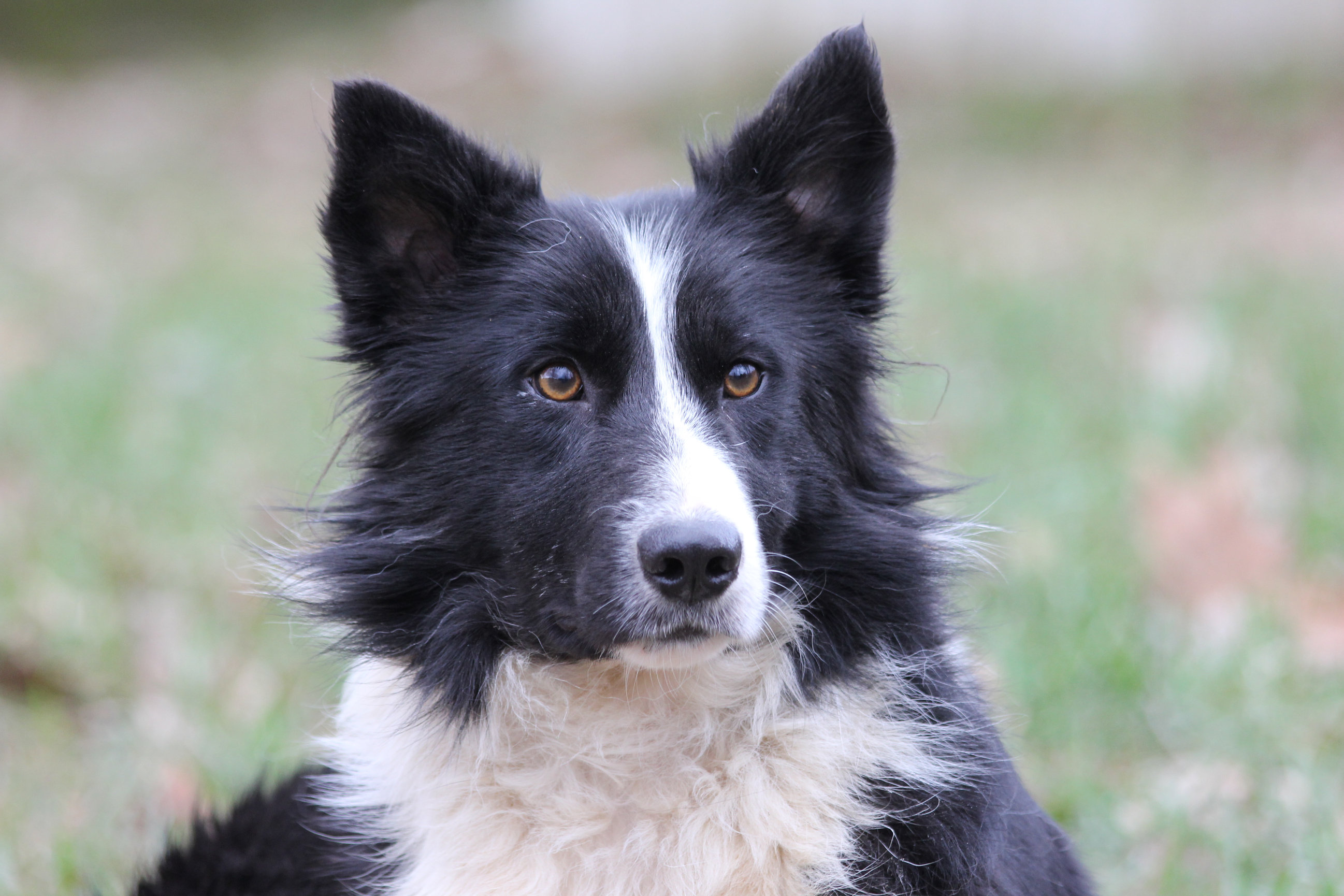 Humane Geese Removal Working With Border Collies | Goose Masters