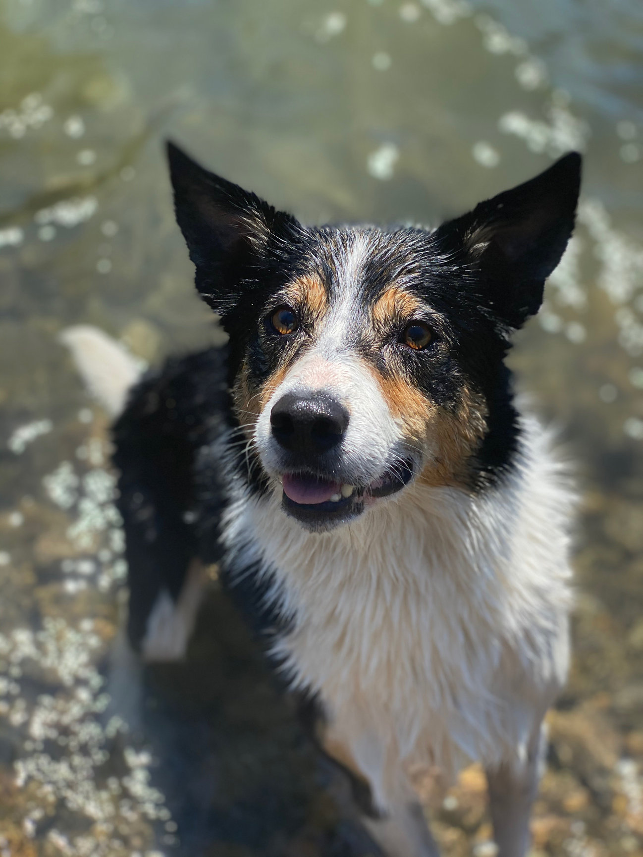 Humane Geese Removal Working With Border Collies | Goose Masters